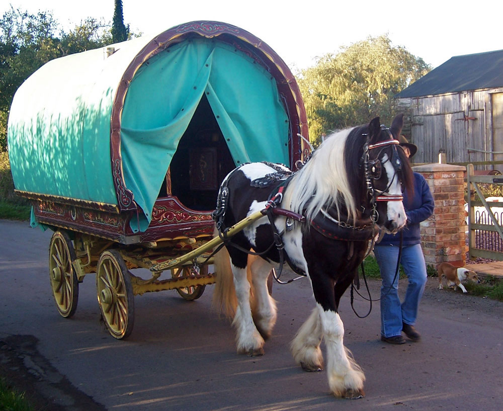 Gypsy Caravans Surrey Springs Gypsy Cobs Australia