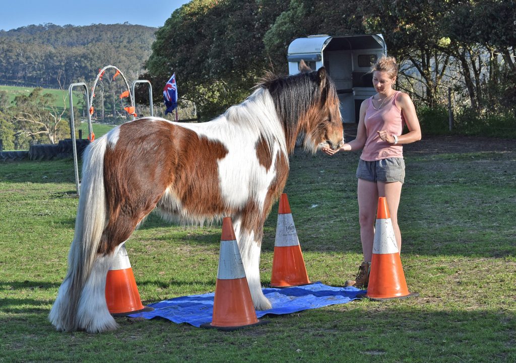 Gypsy Cob Gelding for Sale « Surrey Springs Gypsy Cobs Australia