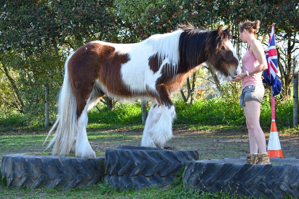 Gypsy Cob Gelding for Sale « Surrey Springs Gypsy Cobs Australia